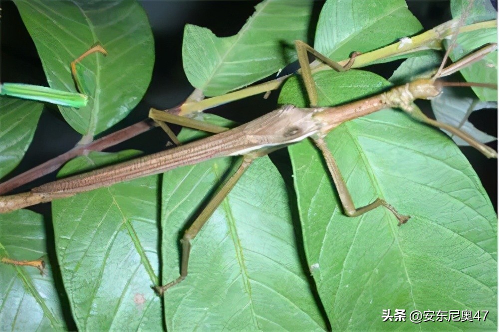 The longest insect in the world - iNEWS