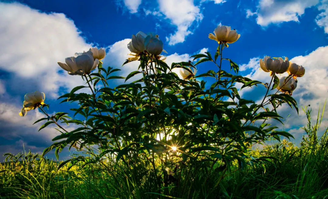 Sahuan Farm Flower Appreciation Season - iNEWS