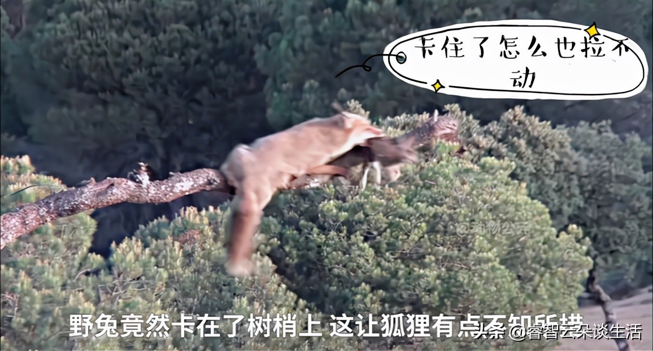 The fox was caught stealing the prey of the golden eagle!Golden Eagle ...