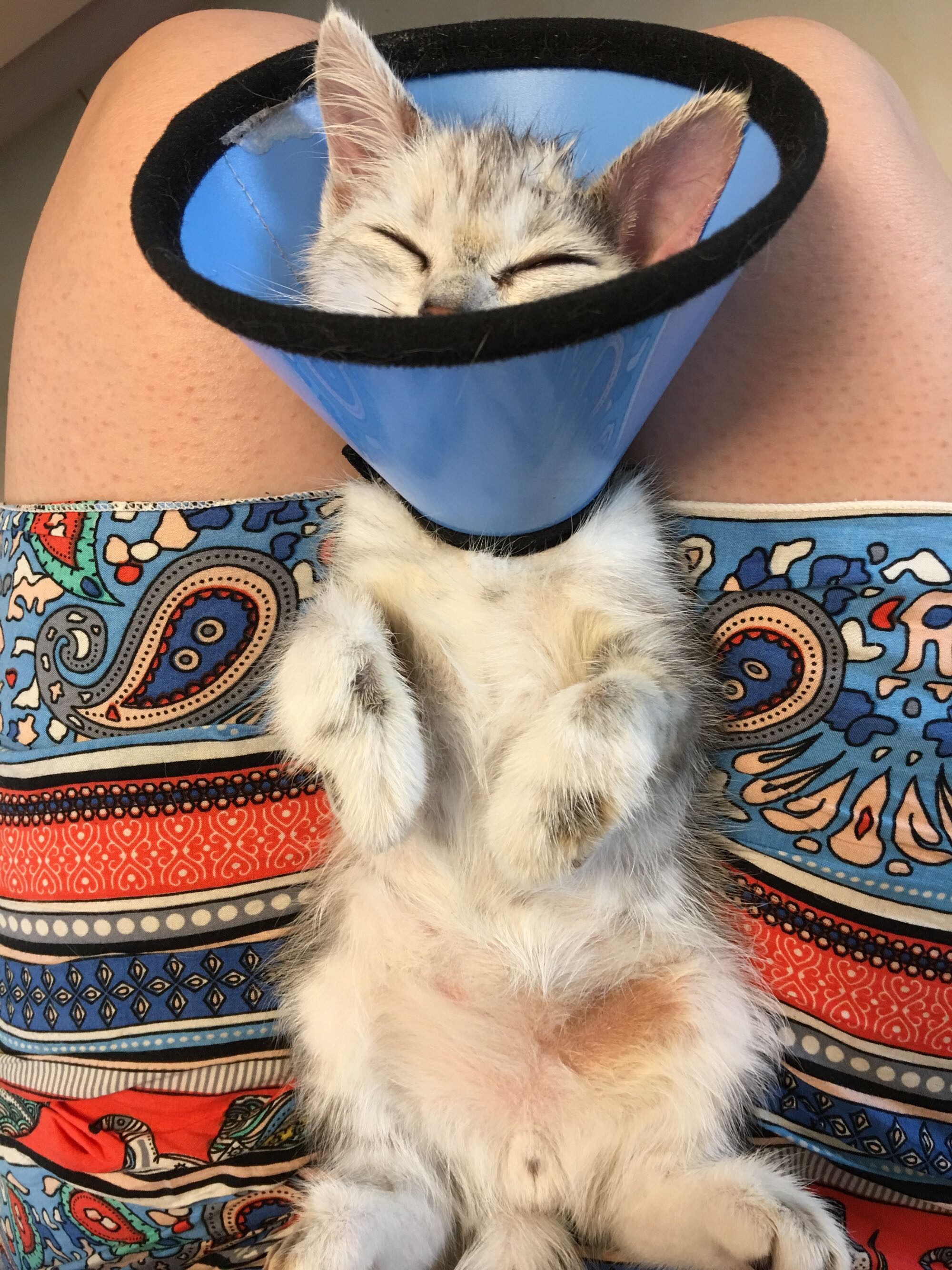 Cat moss is not terrible, it takes more than medicine to fight it, but ...