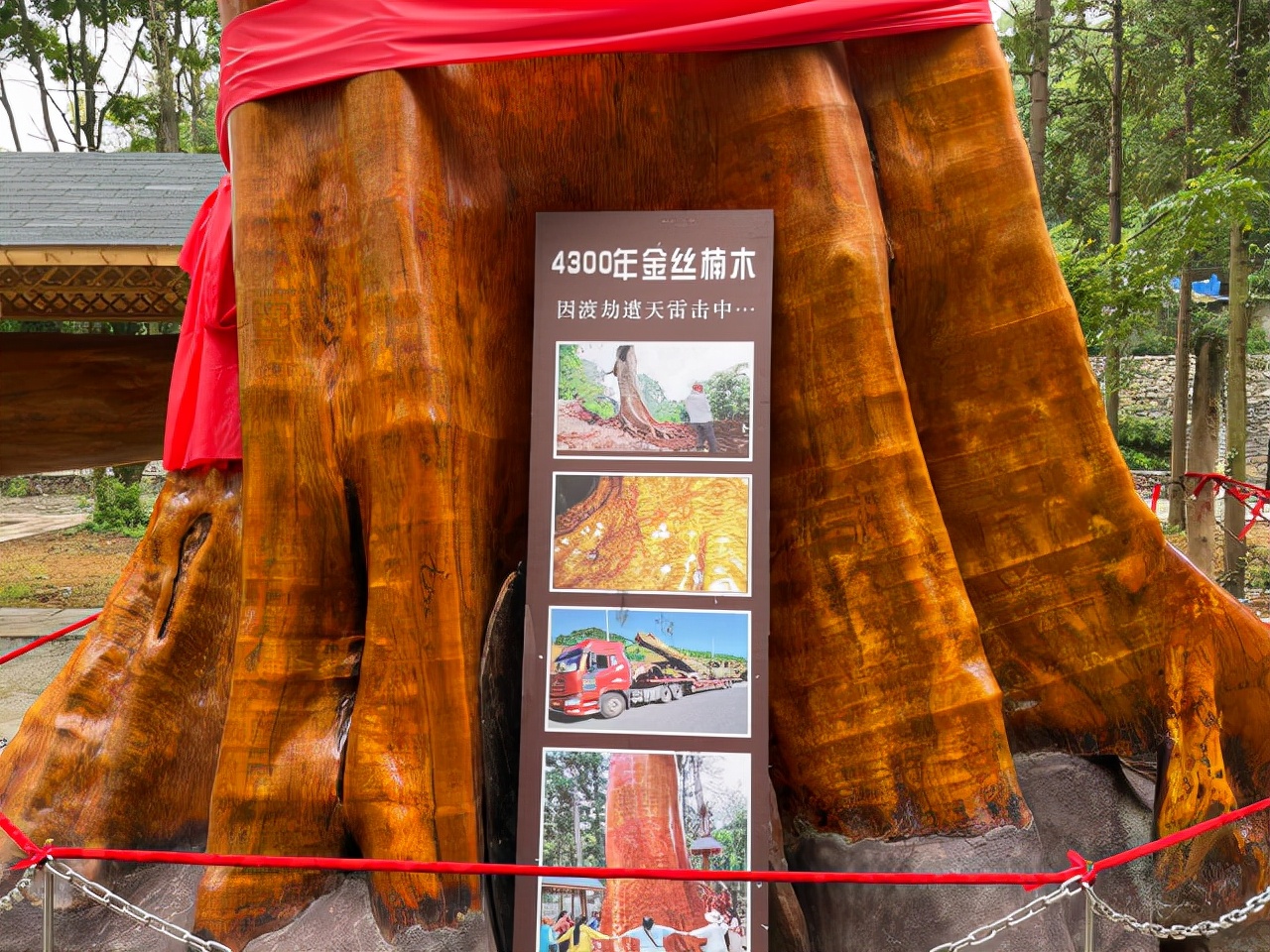 A tree sells for 17 million!Why is the golden nanmu so valuable, but ...