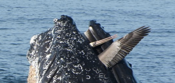 James Bartley: How was the survivor who was swallowed alive by a whale ...