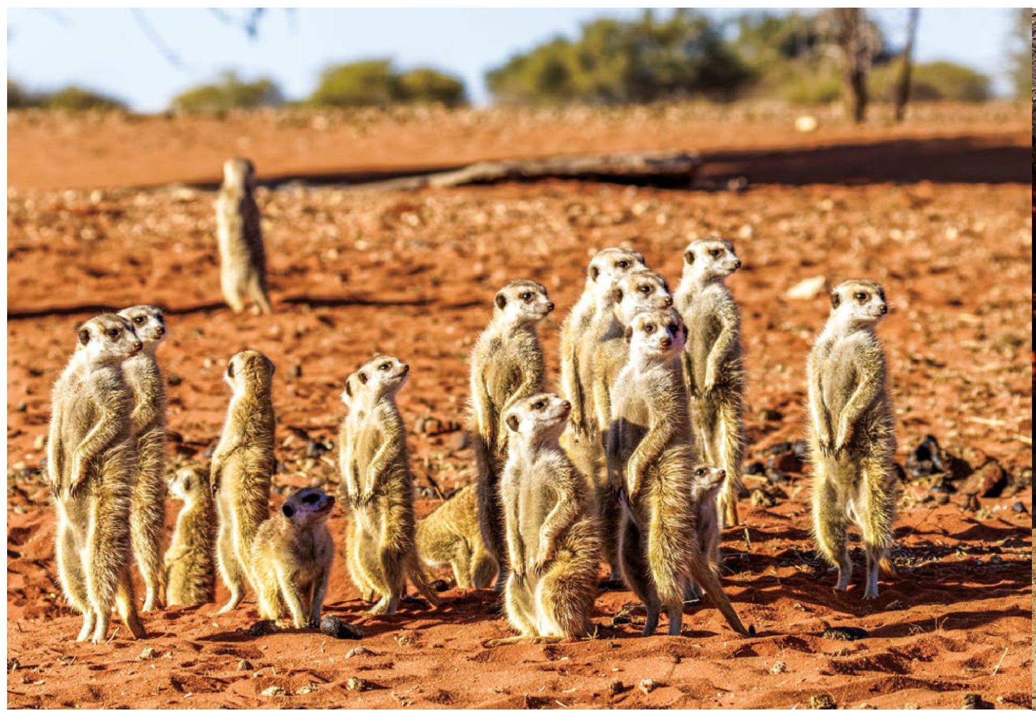 The five poisonous meerkats, the cruel heart under the cute appearance ...