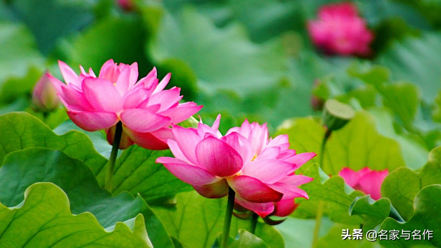 Zhu Guangzhi: Poems on the Lotus Praise - iNEWS
