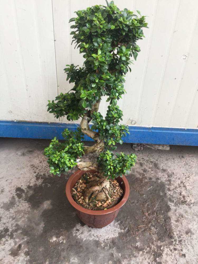 3 kinds of famous "little banyan trees", it is good to keep at home ...