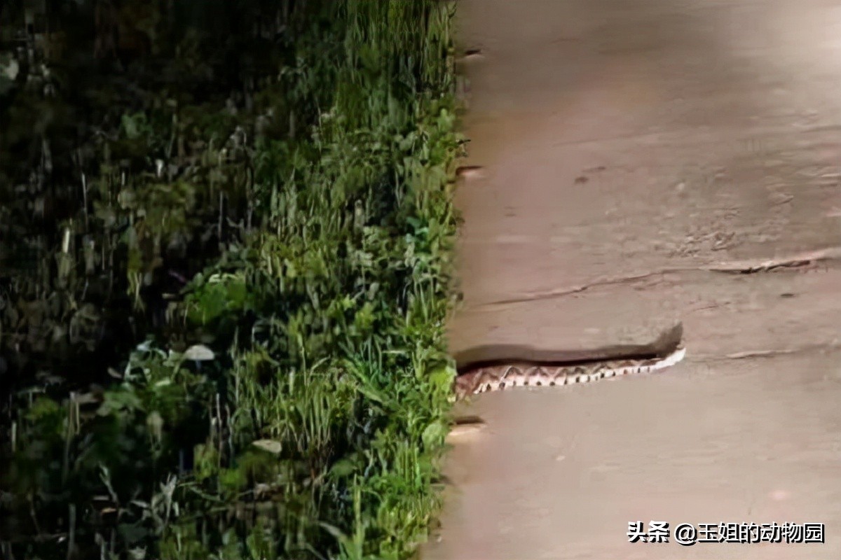 Why is the Five Step Snake so frightening?How harmful is it to people ...