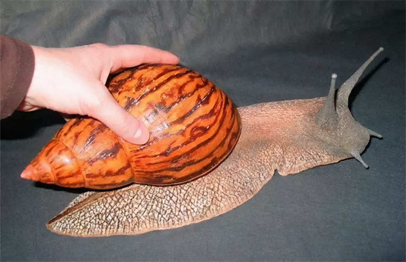 A Hong Kong doctor was arrested for sprinkling salt on a snail. Why ...