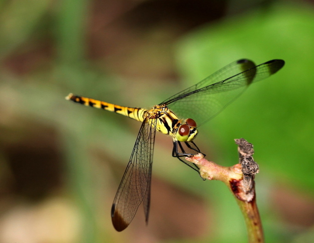 The king of the flying world: dragonfly, scientists have not fully ...
