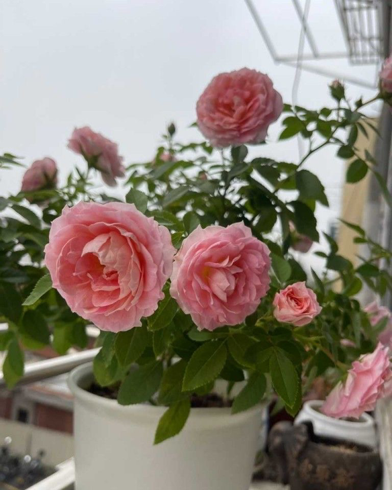 Keep a pot of this kind of rose, pop the flowers several times a year ...