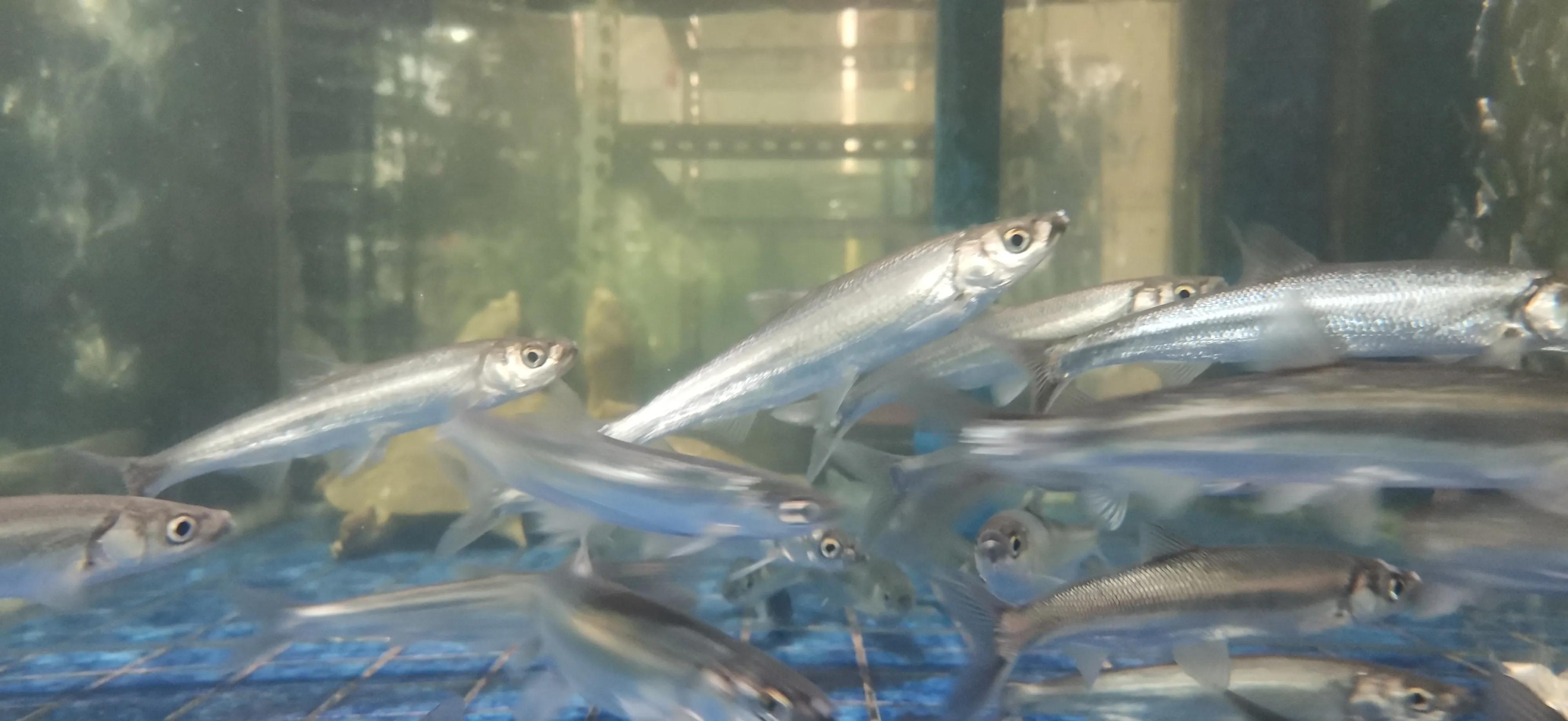 These fish can be seen clearly in my hometown environment - iNEWS