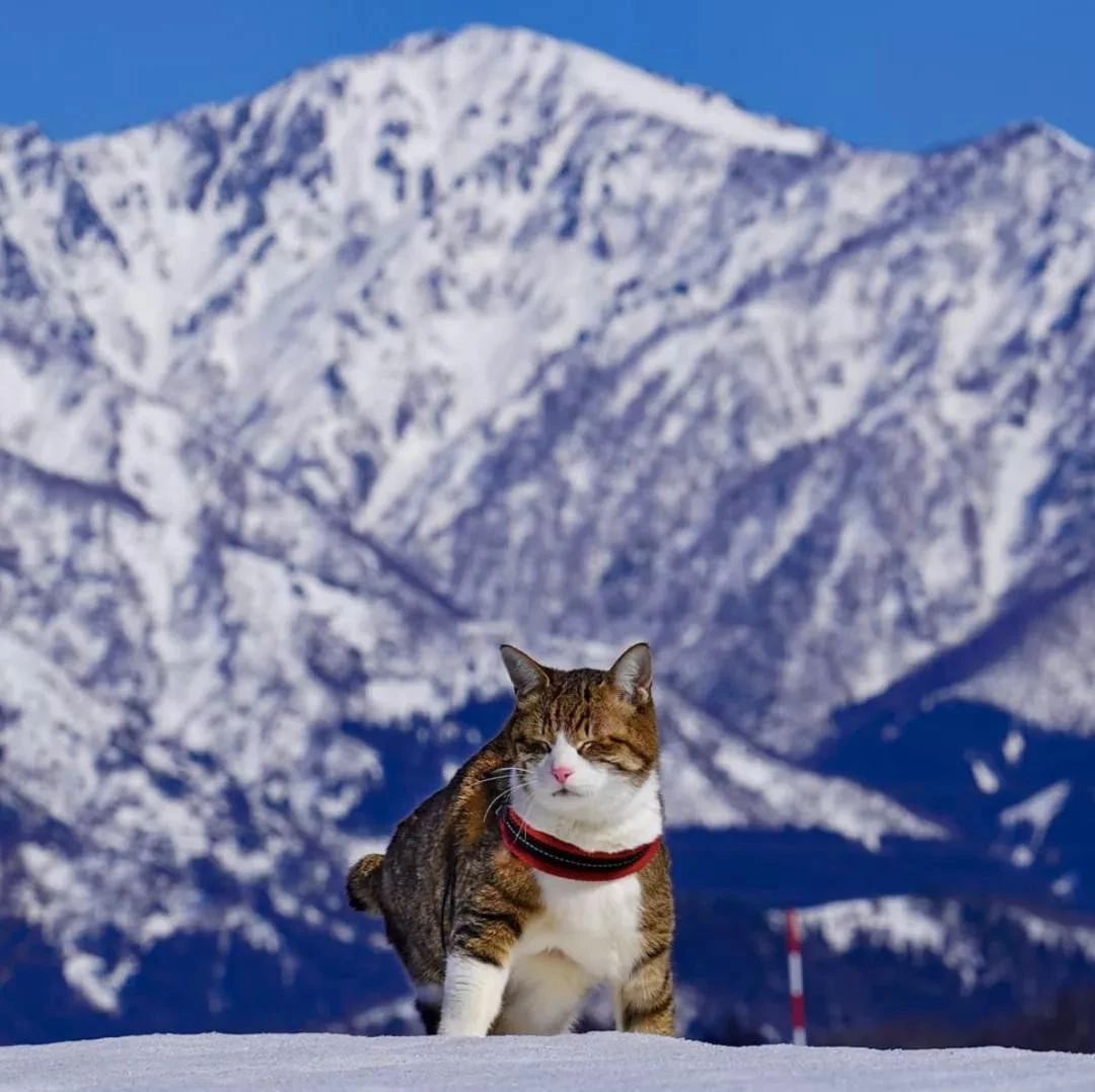 The story of this pair of cats in Japan, 8 years of traveling around ...
