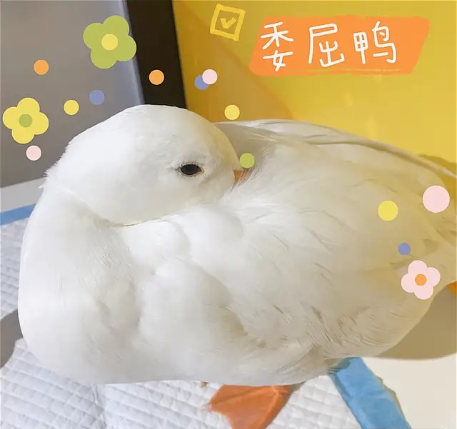 The mellow and cute Keer Duck has become a new favorite of the Internet ...