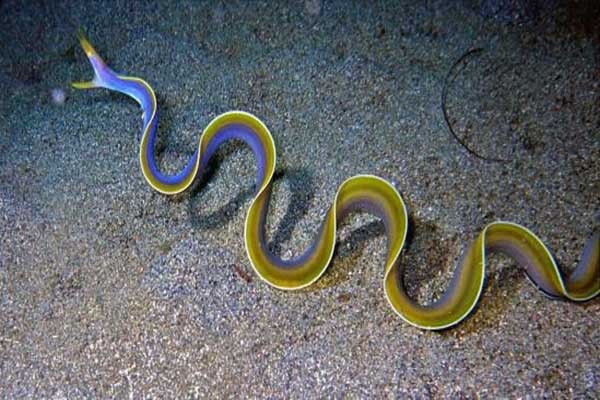 The world's top ten weird marine creatures, colorful eels look gorgeous ...
