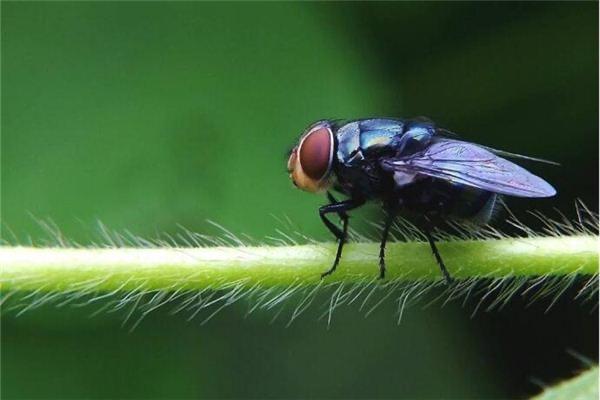 Playing and rubbing his head off, the strange behavior of the fly is ...