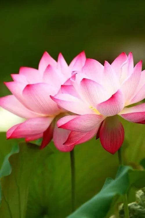 Feeling of Work in a Foreign Country (Chinese Tongyun) Original - iNEWS