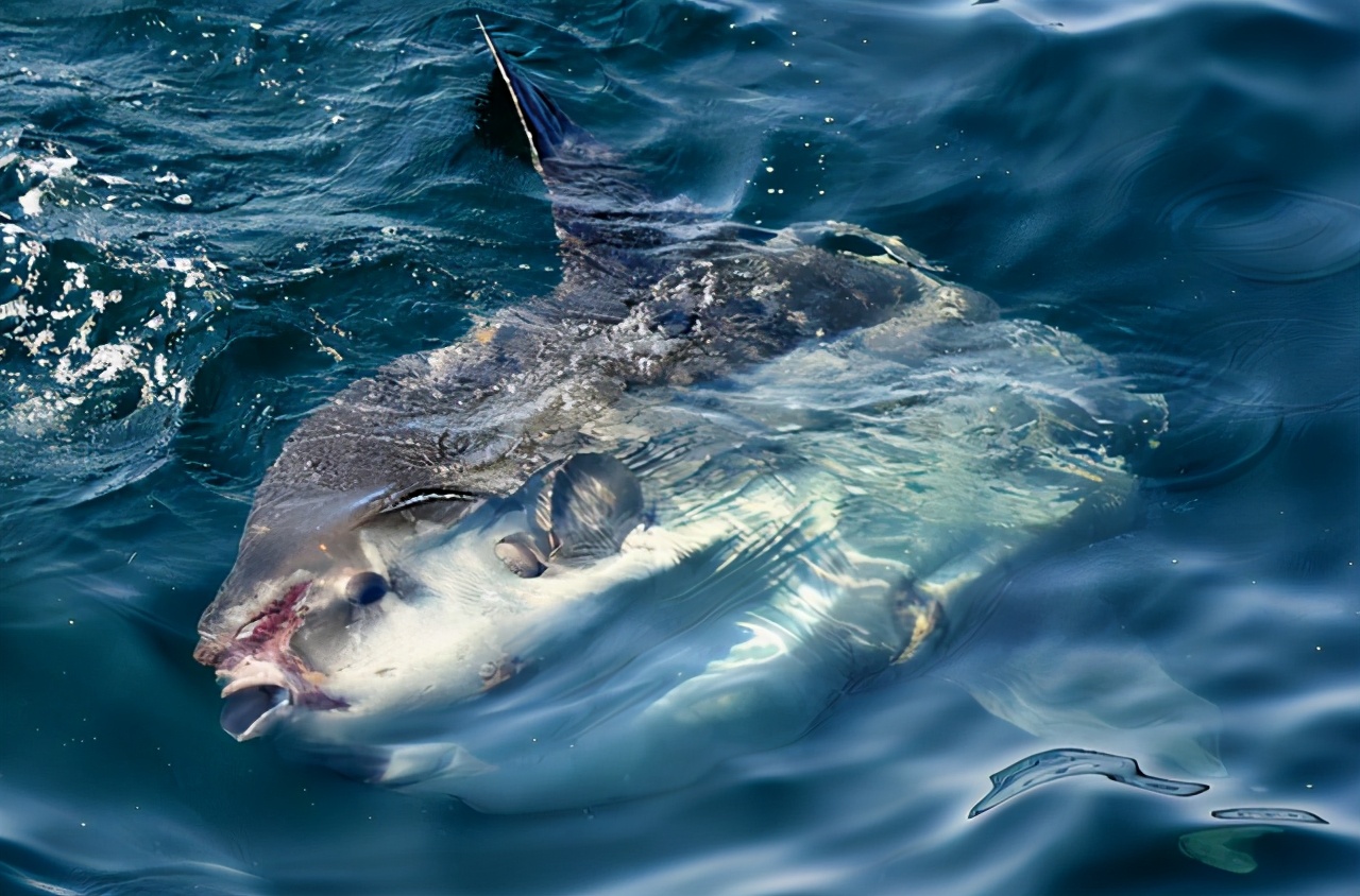 Sunfish lay 300 million eggs each time, why are they vulnerable?Because ...