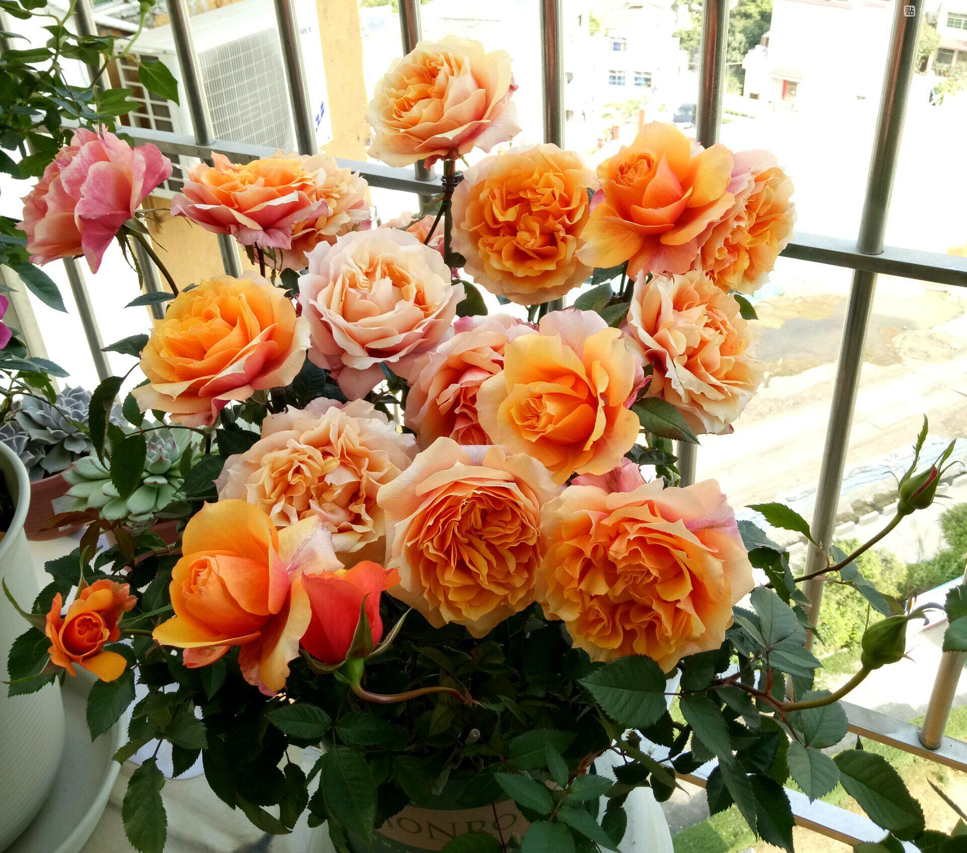 4 kinds of foreign flowers, pay close attention to "cut the bald head ...