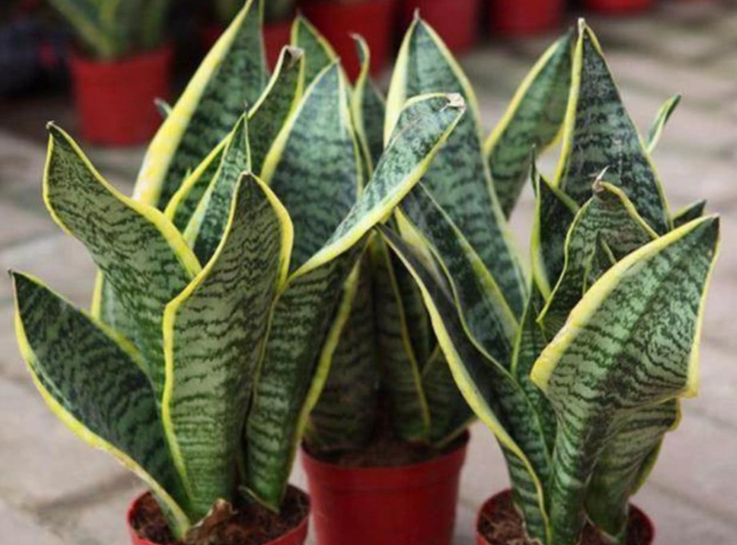 Tiger Pilan loves to drink "three kinds of water", and it is often used ...