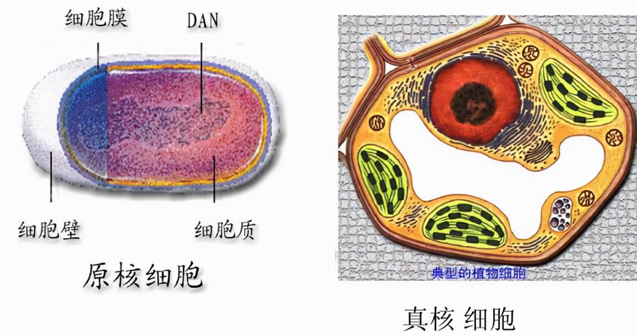 Scientists confirmed that humans evolved from fish, and the ...