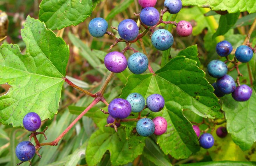 It is not a tree, but it can produce colorful fruits. It belongs to the ...