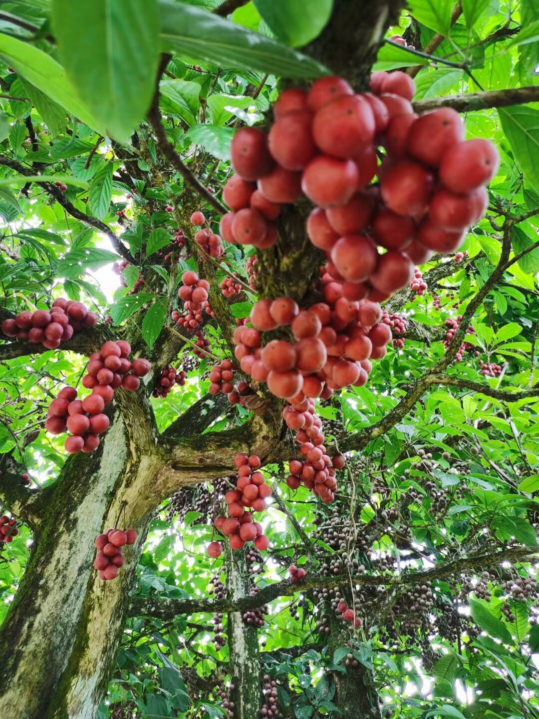 The gift of nature-Yunnan Hekou Darling fruit - iNEWS