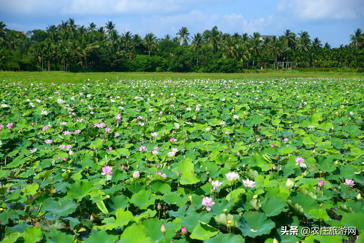 There is more than Sanya in Hainan, these scenic spots in Qionghai City ...