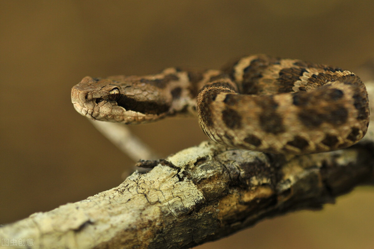 The wise broken-winged magpie is self-reliant, uses wisdom to capture ...