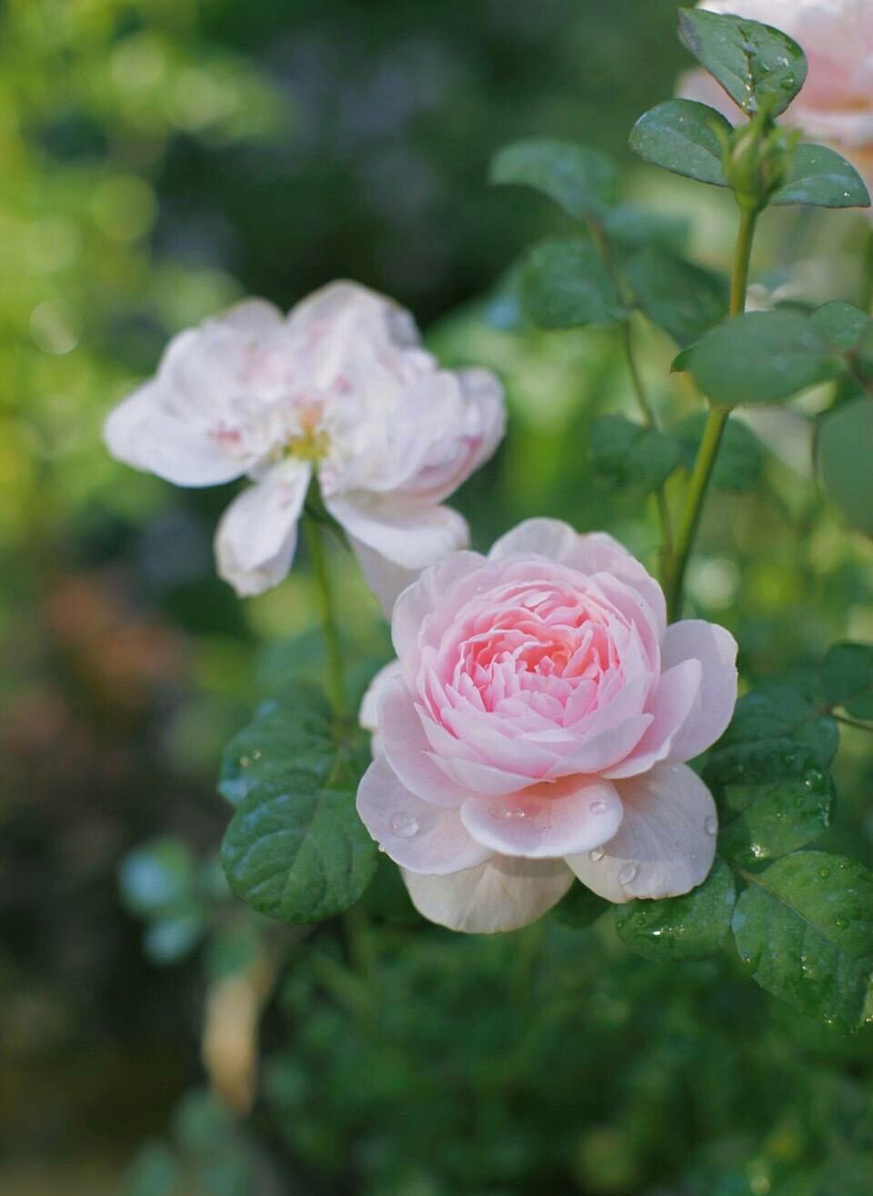 Let's grow a rose "Mei Mei" on the balcony. When the flower blooms, it ...