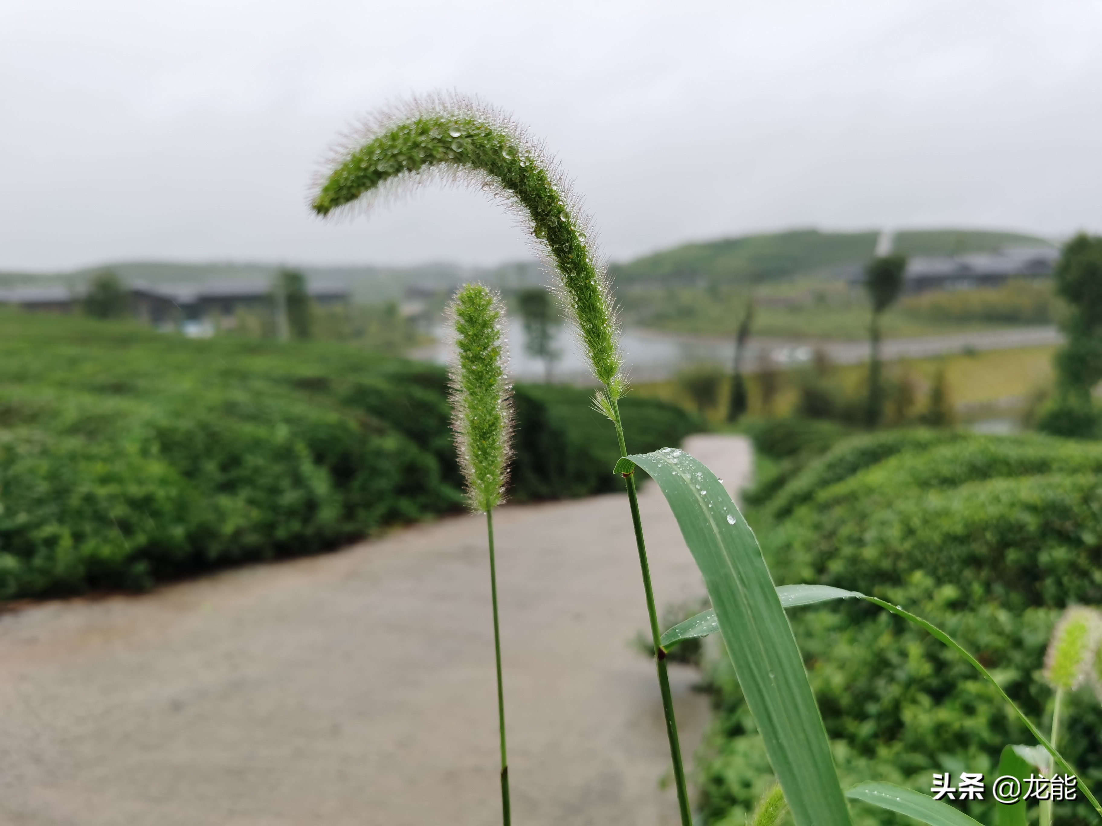 The use of Setaria is a treasure. Learning these magical uses can save ...