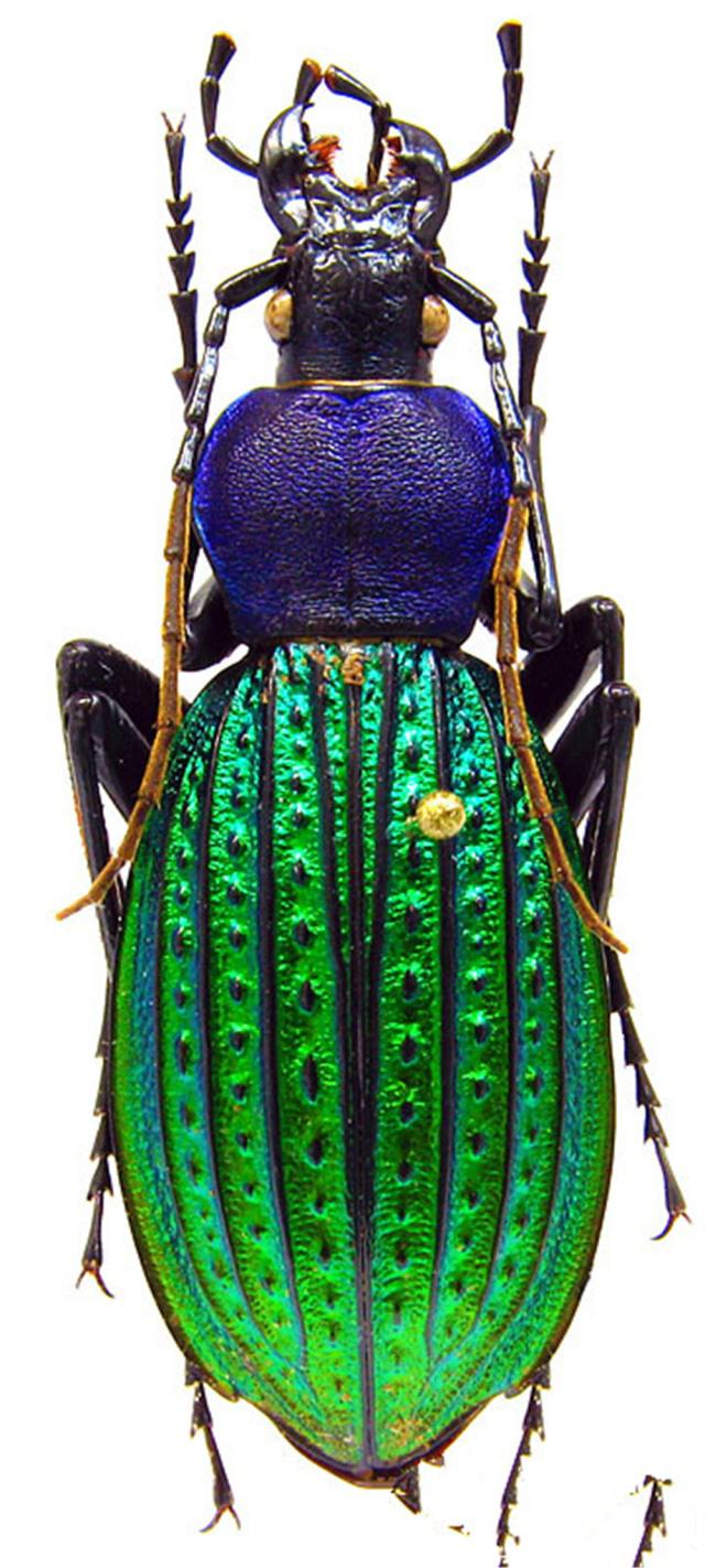 30,000 one!The fart temperature of this beetle is as high as 100 ...