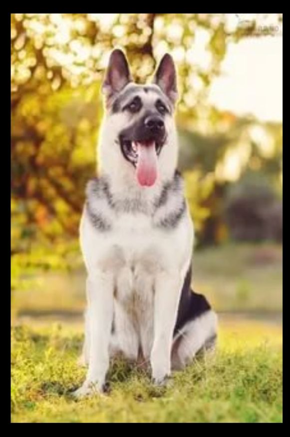 Russian famous dog: Eastern European Shepherd - iNEWS