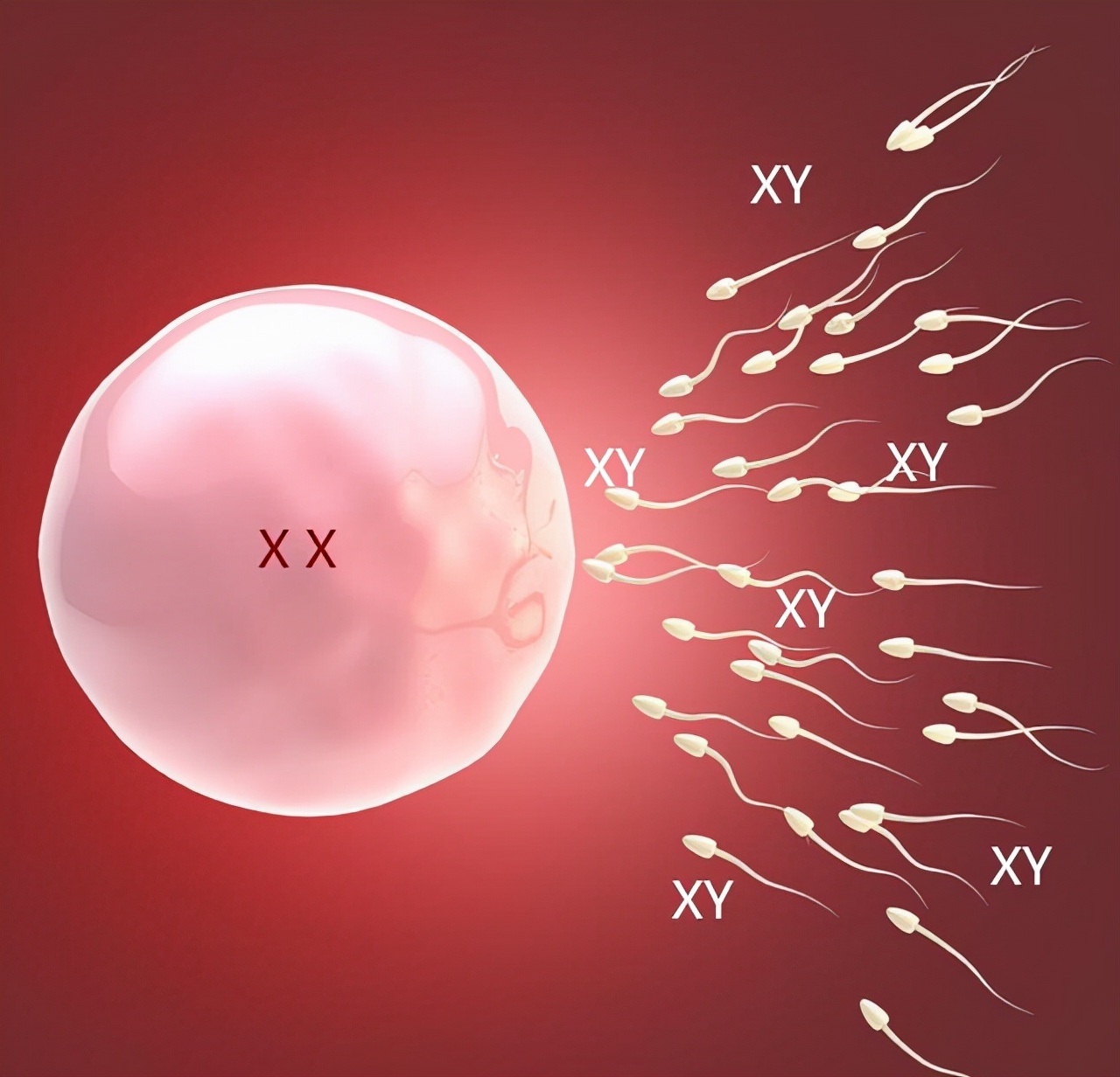 The male chromosome is XY, and the female is XX. What would a person ...
