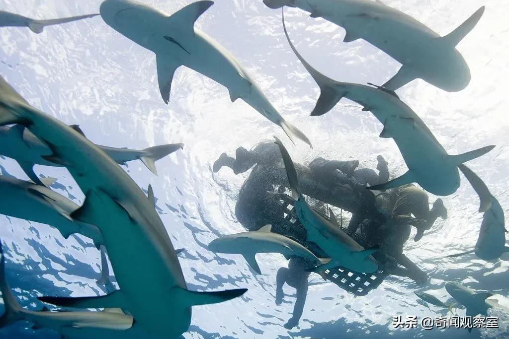 The largest shark cannibalism in history, hundreds of people were eaten ...