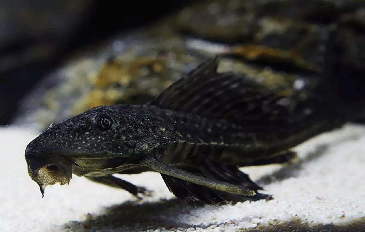 Why can scavenger fish flood in China? Please check the rank of ...