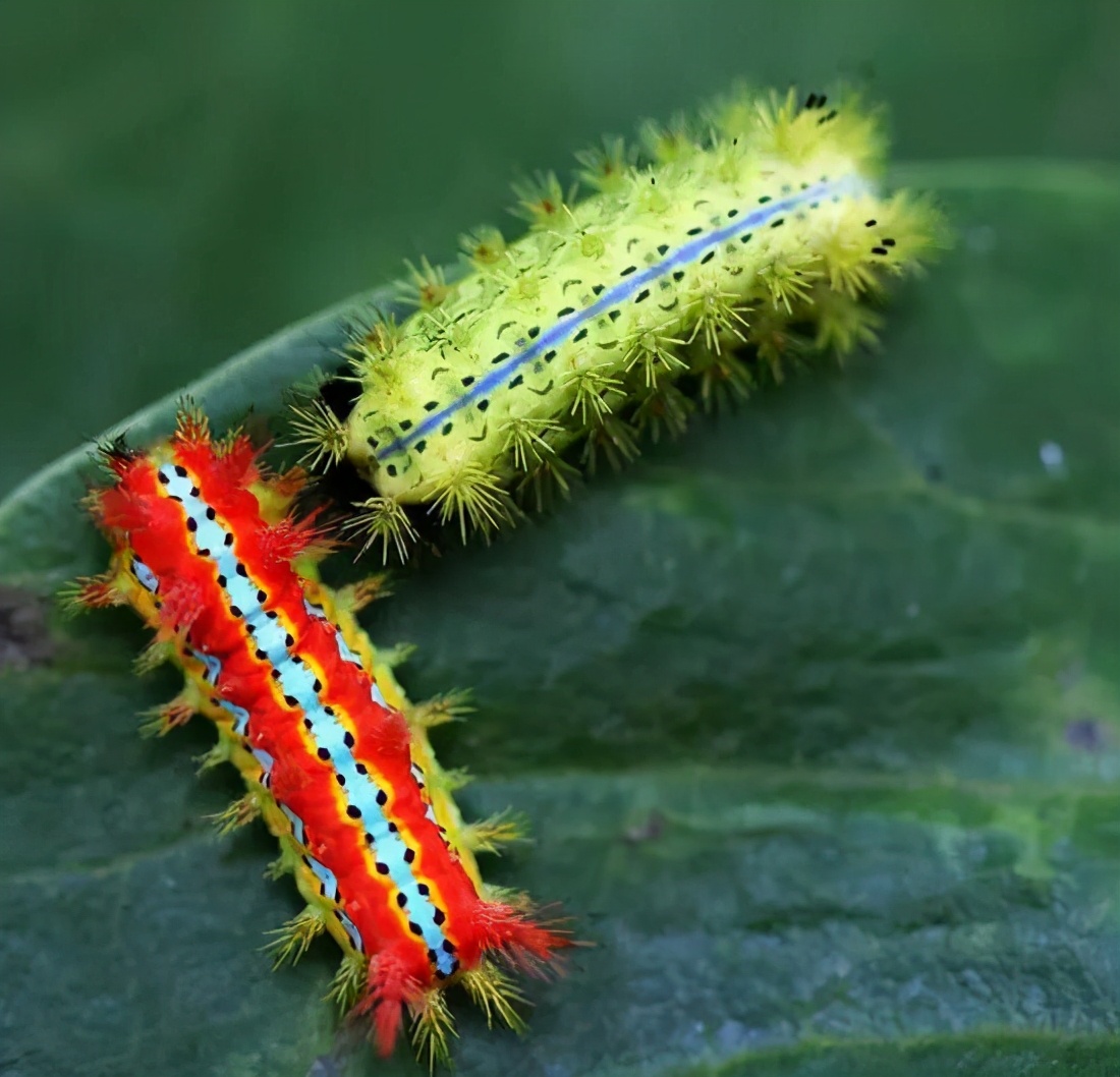 20 most frightening and disgusting insects - iNEWS