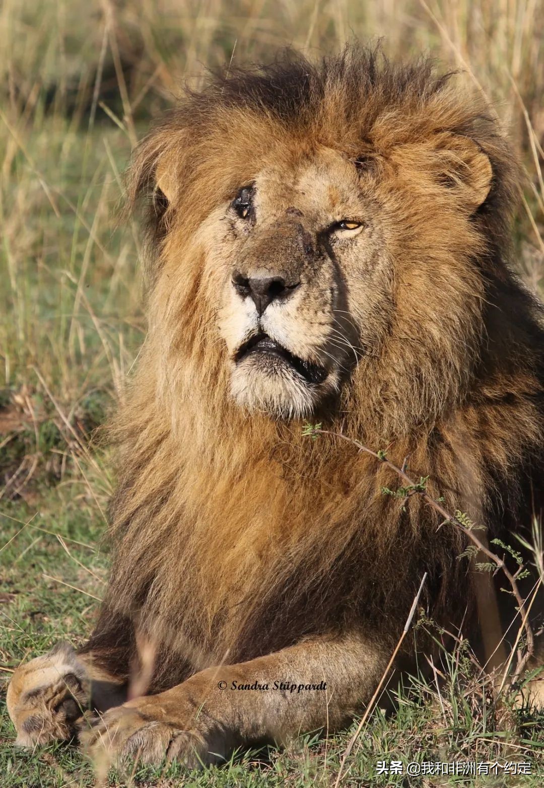 How "Scar" became the greatest lion in the Masai Mara - iNEWS