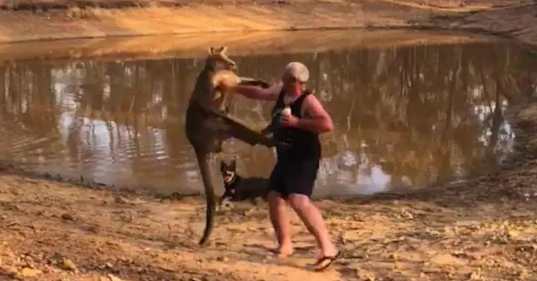 Australian kangaroo fell into the water and was rescued!In order to be ...