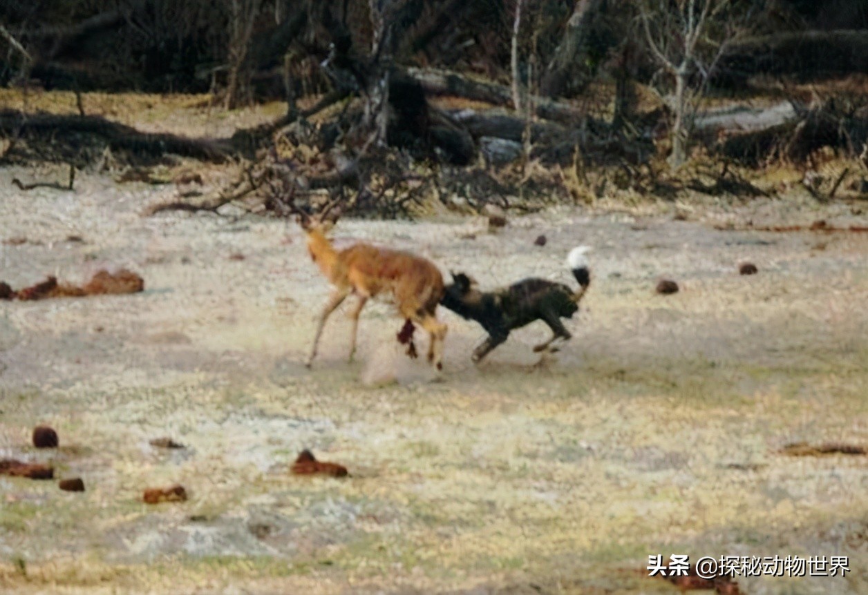 The antelope successfully scared away the wild dog that took its anus ...