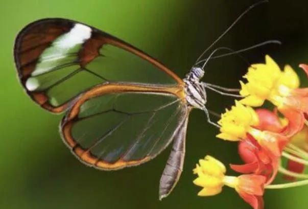 Top 10 most beautiful butterflies in the world - iMedia