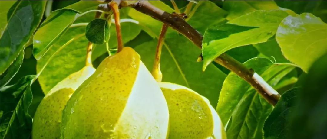 Chenyi Story: Xinjiang Korla Fragrant Pear-Every bite is like drinking ...