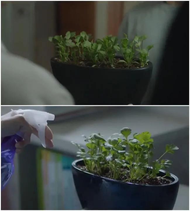 "Jiyi 2" Jun Wan and Yishun's love has changed: three details let you ...