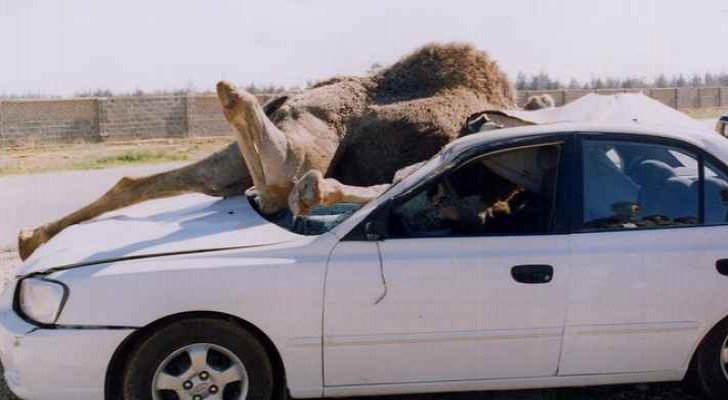 Yu Yuexian died in a car accident. In fact, hitting a camel is ...