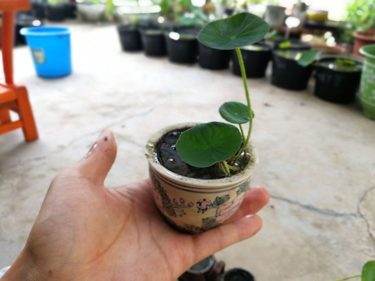The bowl lotus is beautiful and it is not difficult to grow, just a few ...