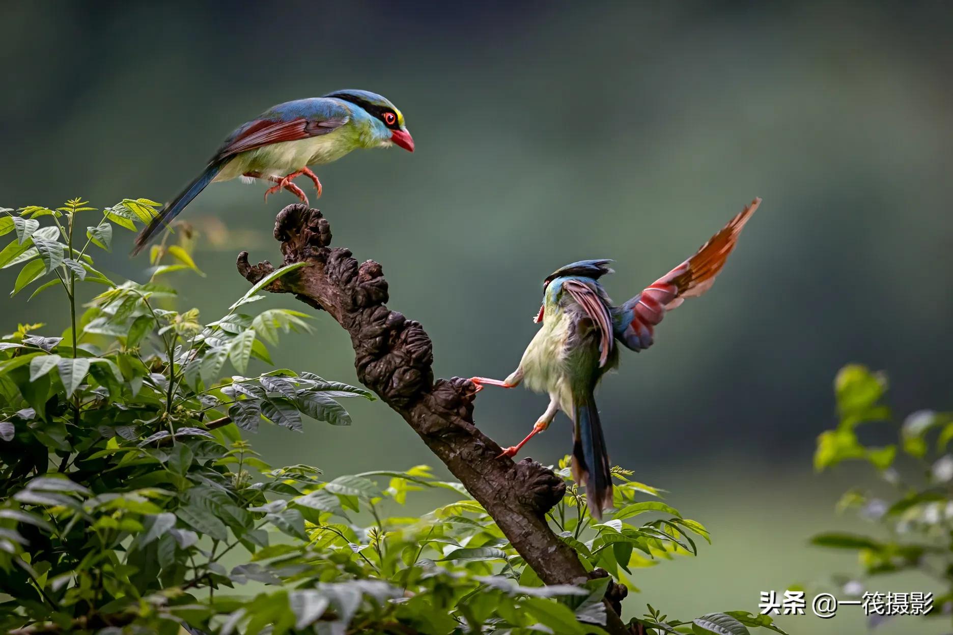 The star bird of Guangxi Nonggang-Indochinese green bird.Between ...