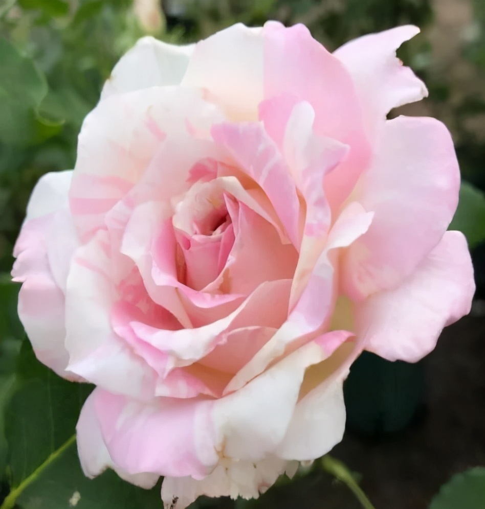 Rose variety "Thousand Layer Cake" Kawamoto's striped rose, pale pink ...
