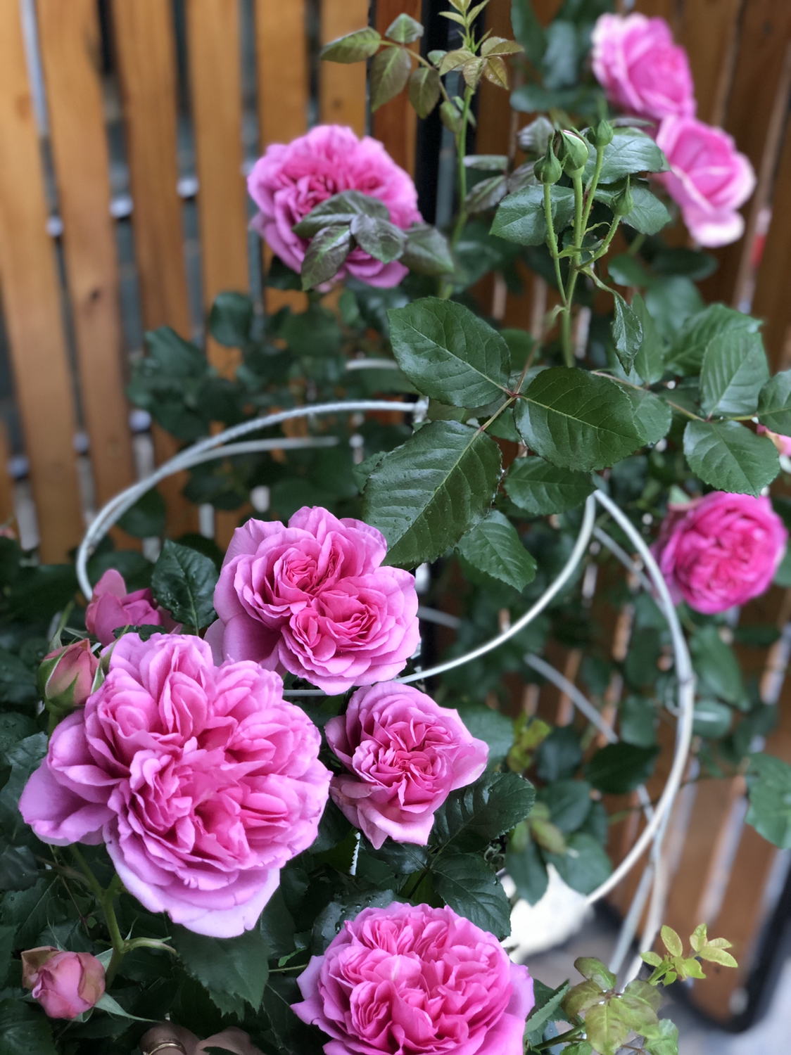 Rose flower "Pompadour"-a collection of flower viewing and smelling ...