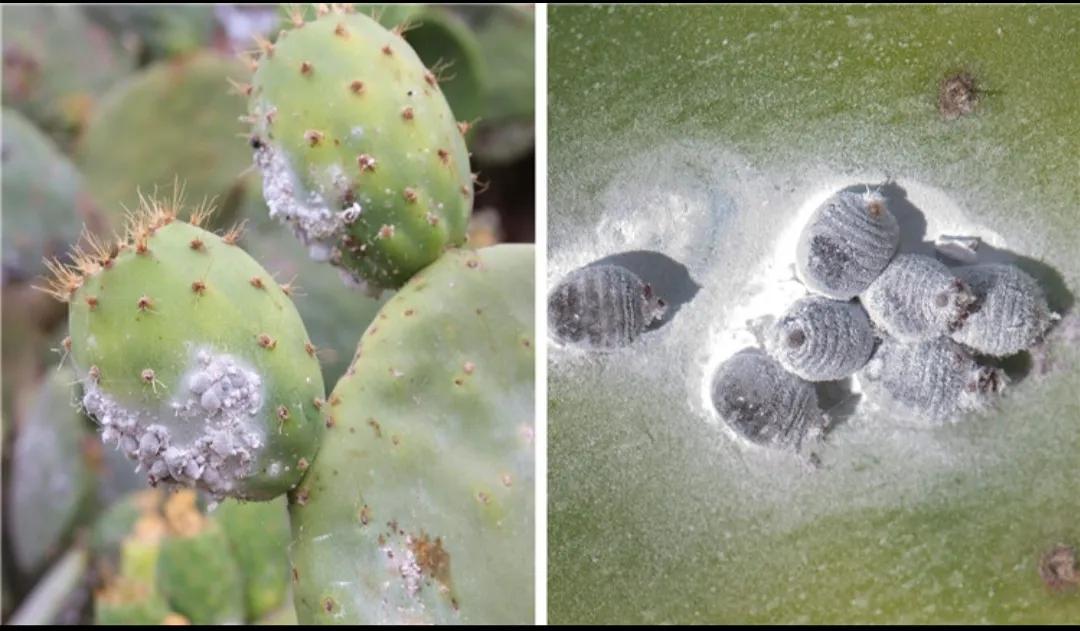 The red secret of lipstick (that's actually bug red) - iNEWS