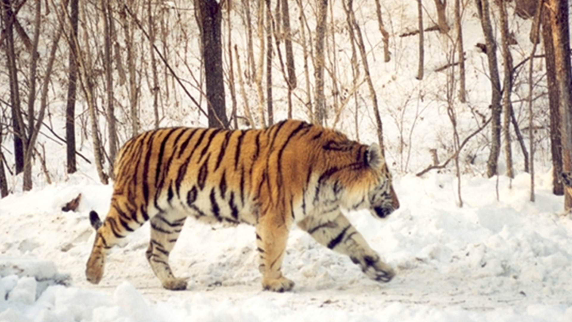 Inventory of the 10 most powerful tiger kings in history, some of them ...