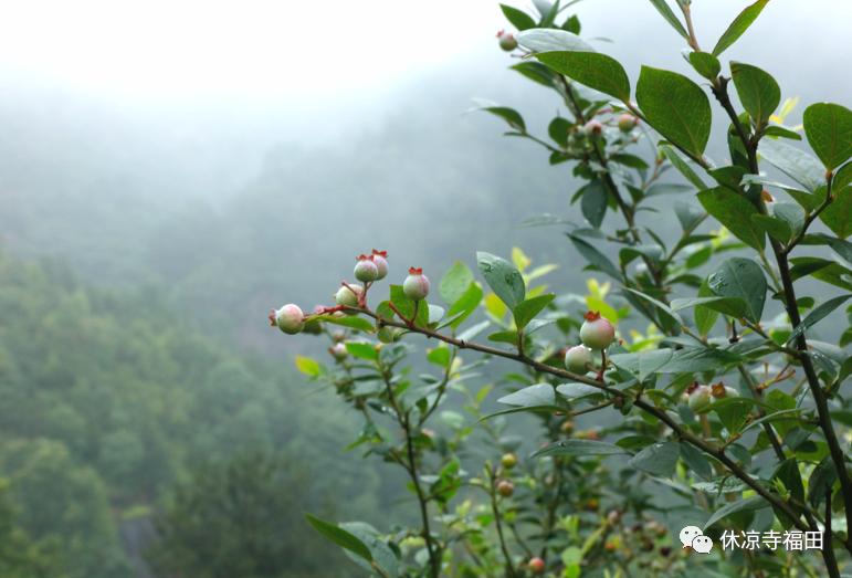 The legend of "Nine Lions and One Elephant" in Xianyan is the first ...