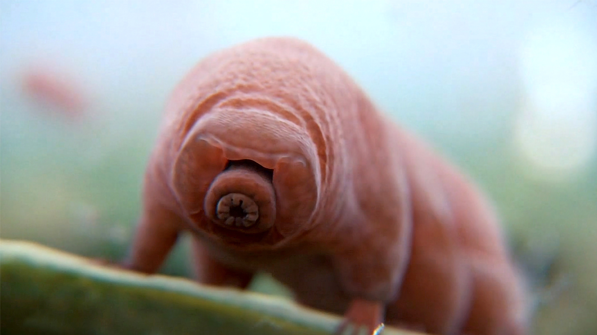 The most tenacious creature on earth: it can survive even in outer ...